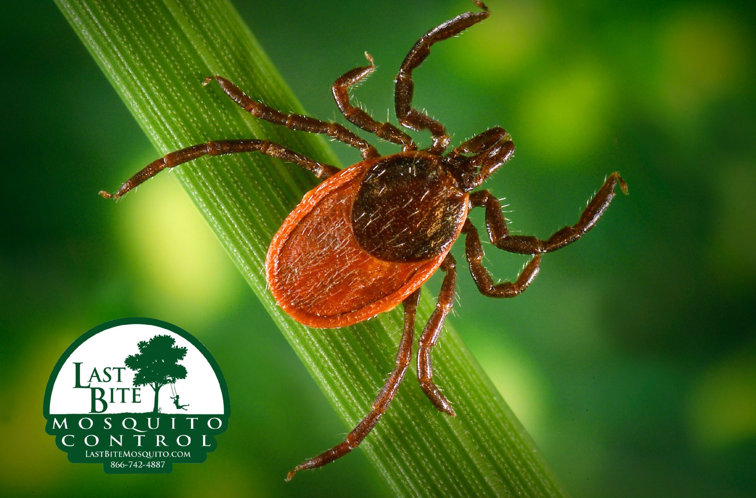 THE ONLY GOOD TICK IS A DEAD TICK! | Last Bite Mosquito