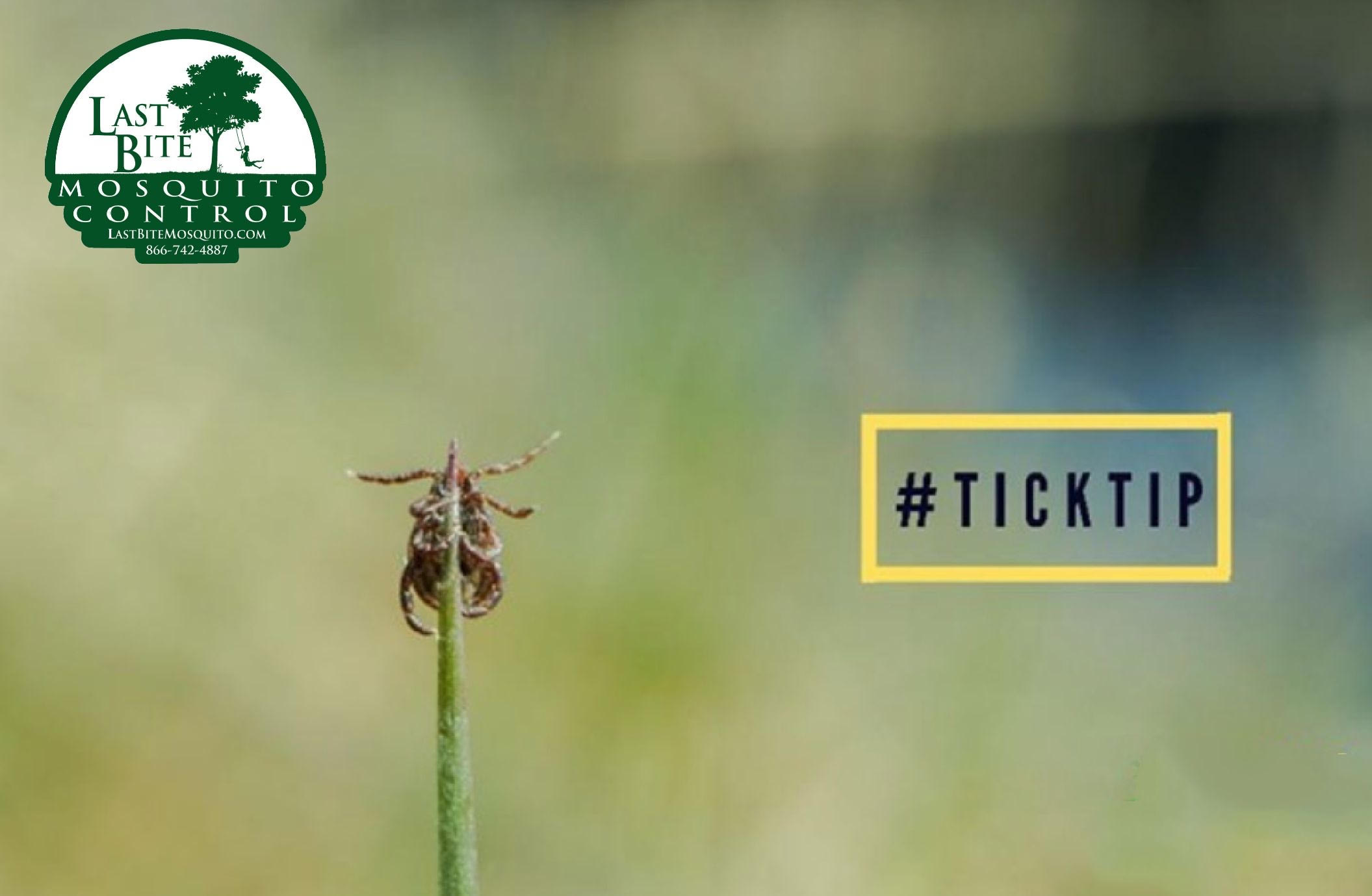 Tick Activity this Fall and what to Look For | Last Bite Mosquito